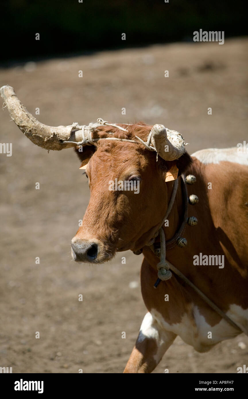 Bull with padding on horns Sokamuturra bull running event Puerto Viejo ...