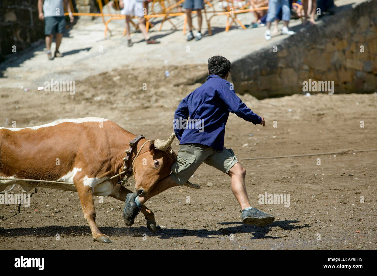 Bull catching fleeing man with horns Sokamuturra bull running event ...