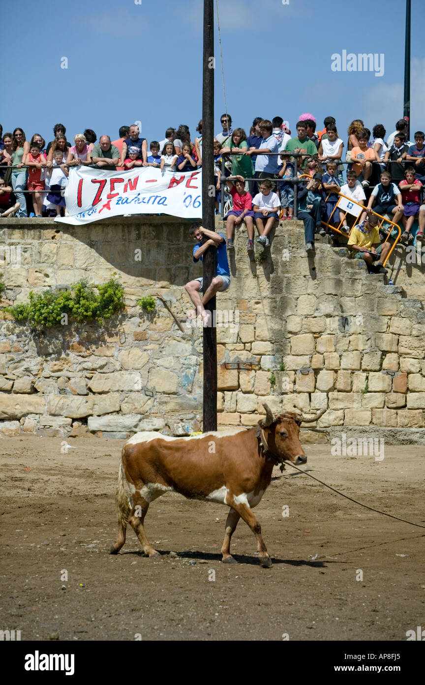 A lone team member grip onto greasy pole as a bull waits below ...