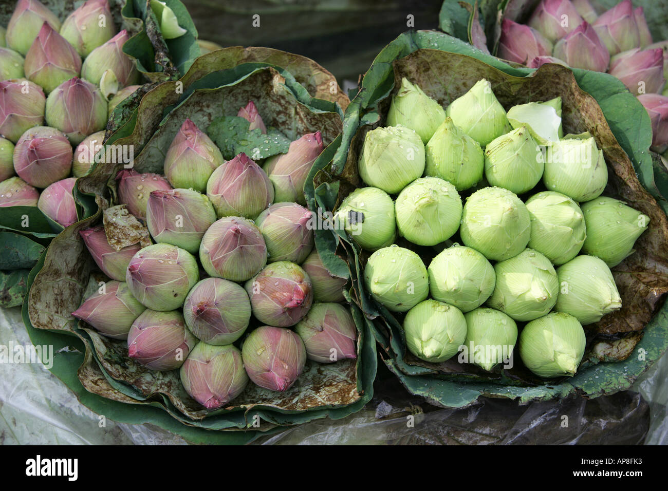 THA, Thailand, Bangkok, 20.02.2006: Closed Lotus flower, at a market ...