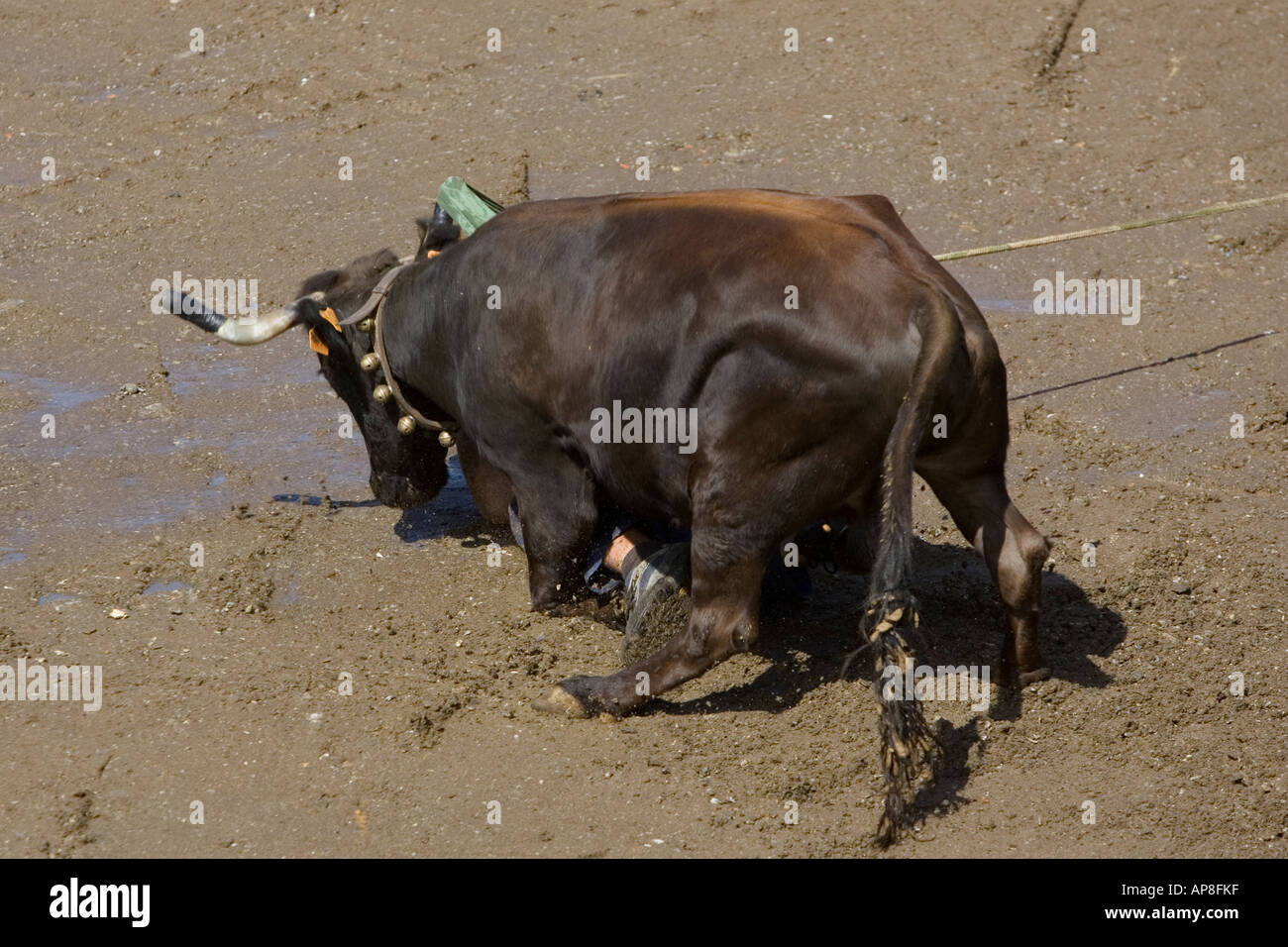 Bull crushes man into mud foot of man just visible under bull ...