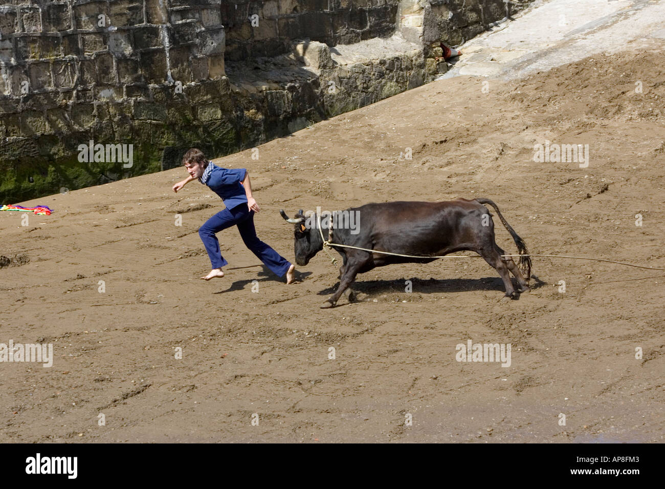 Charging bull pursuing man, Sokamuturra bull running event Puerto Viejo ...