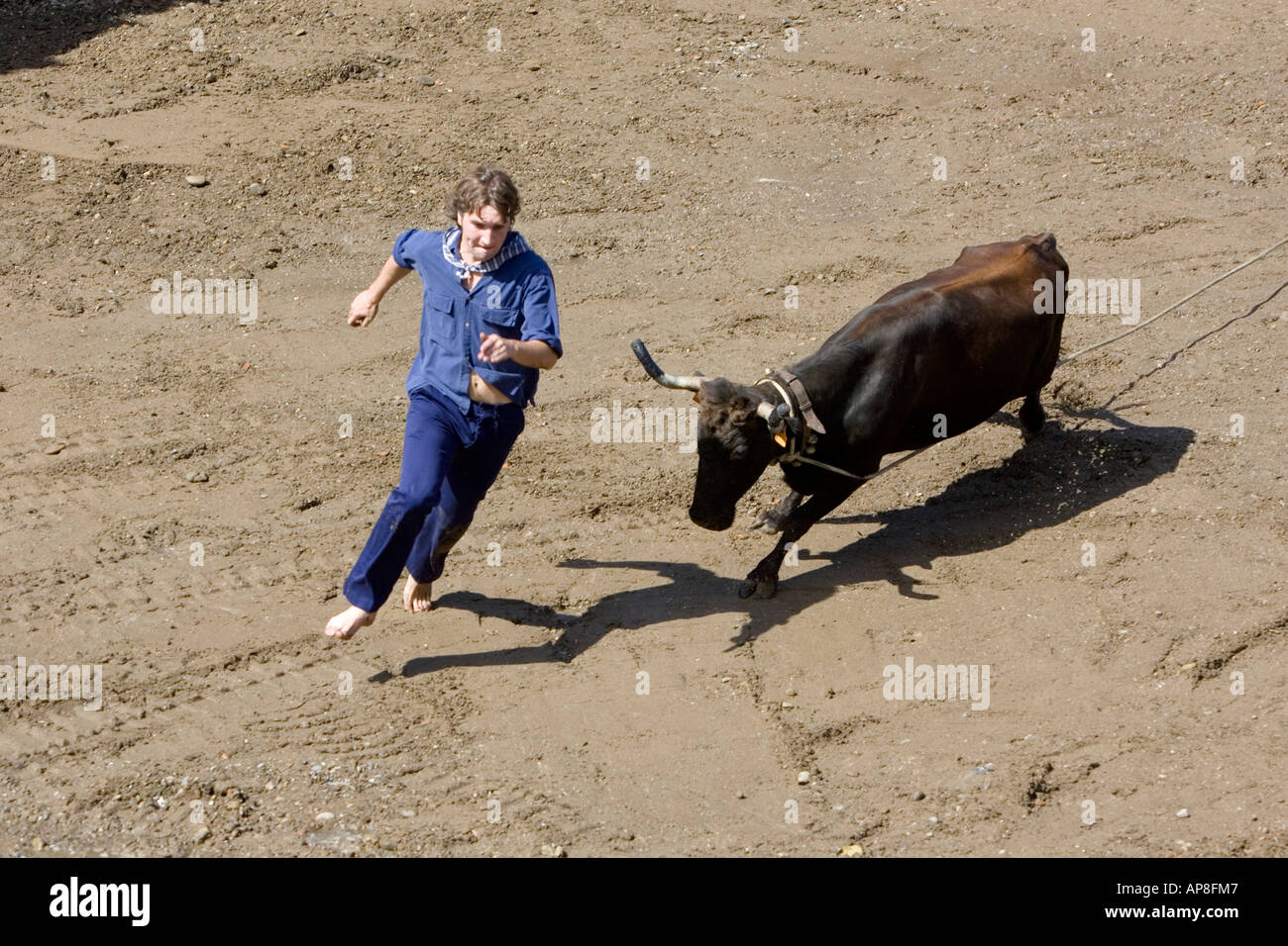Charging bull pursuing man, Sokamuturra bull running event Puerto Viejo ...