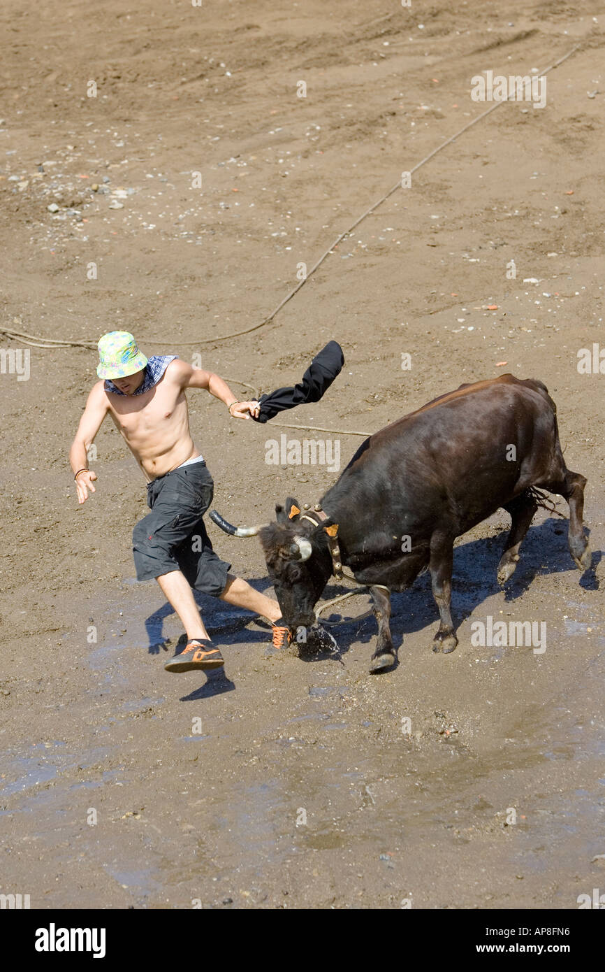 Charging bull behind man Sokamuturra bull running event Puerto Viejo de ...