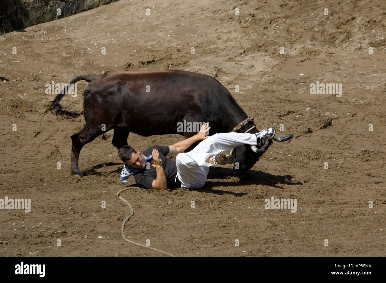 Charging bull knocking man over Sokamuturra bull running event Puerto ...