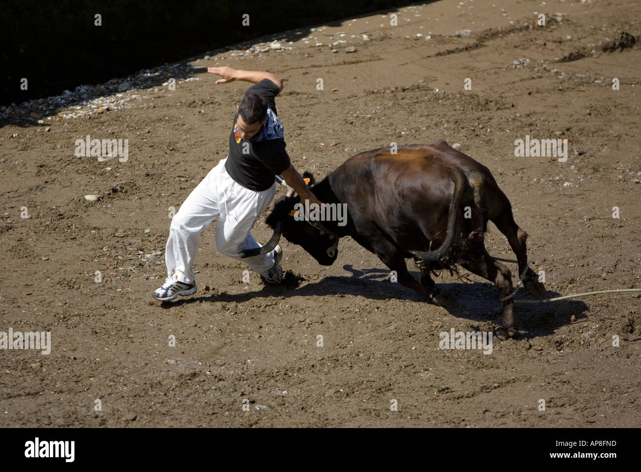 Charging bull catches man with horn as he turns Sokamuturra bull ...
