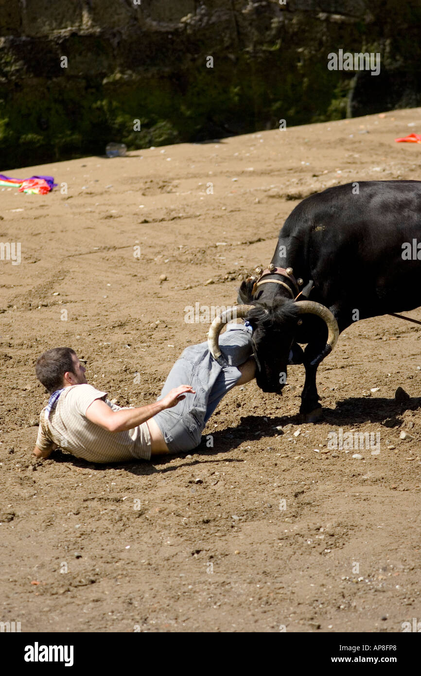 Bull attacking man lying on ground Sokamuturra bull running event ...