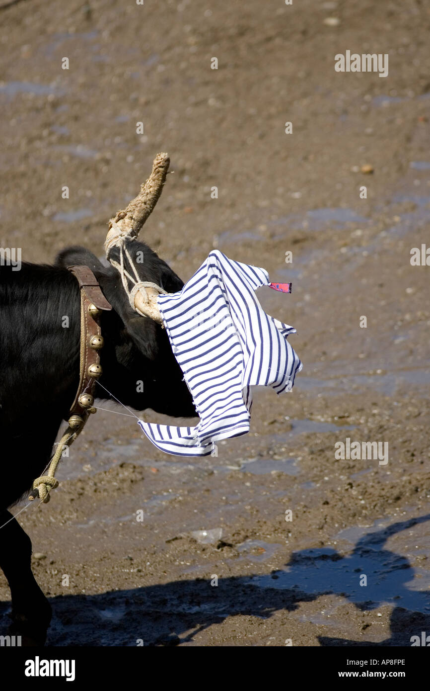 Bull with ripped tshirt on horn, Sokamuturra bull running event Puerto ...