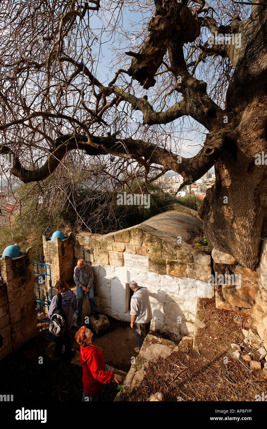 Israel the Lower Galilee Atlantic Pistachio tree by the tomb of Hanina ...
