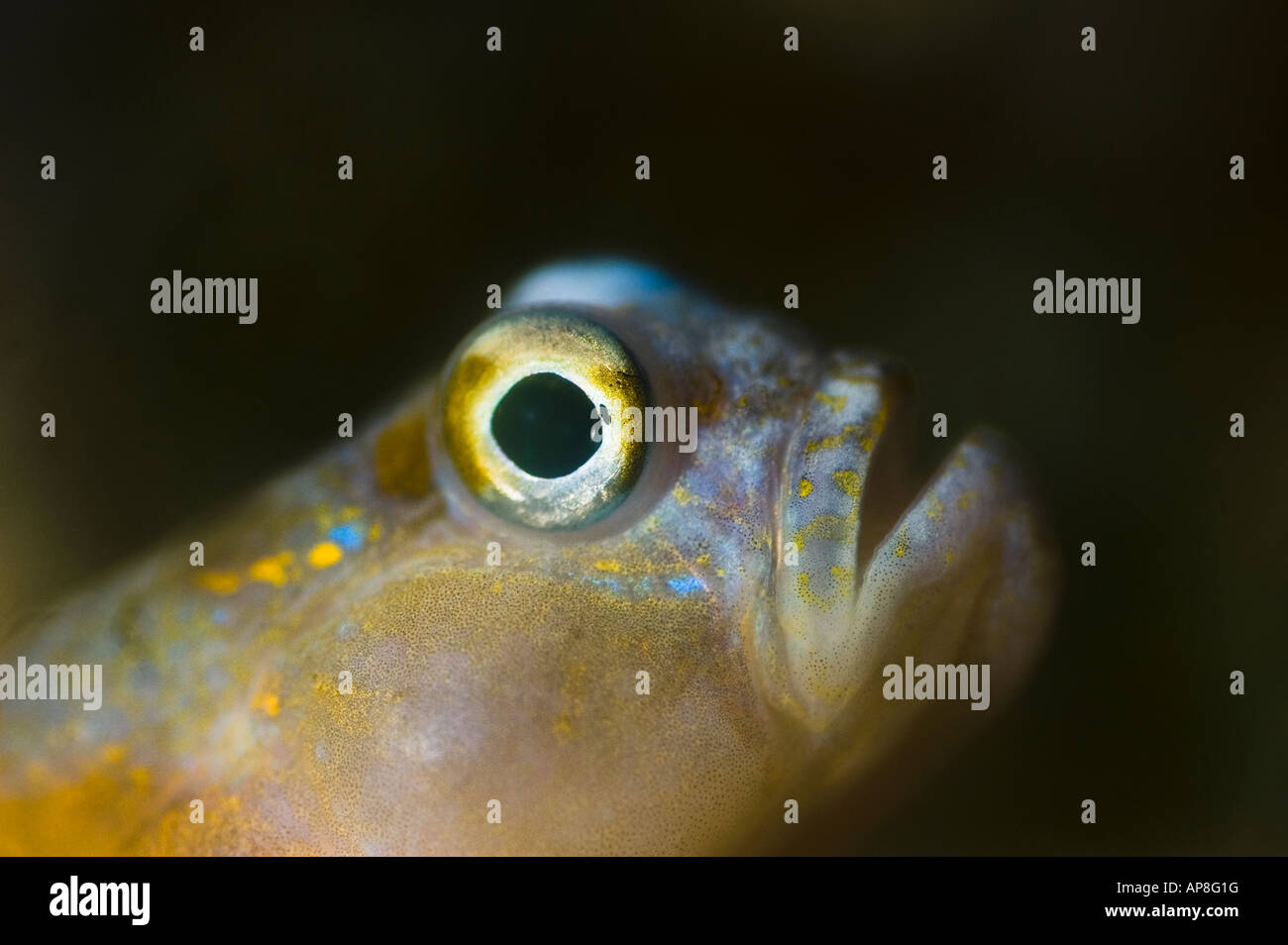 Doomed fish hi-res stock photography and images - Alamy