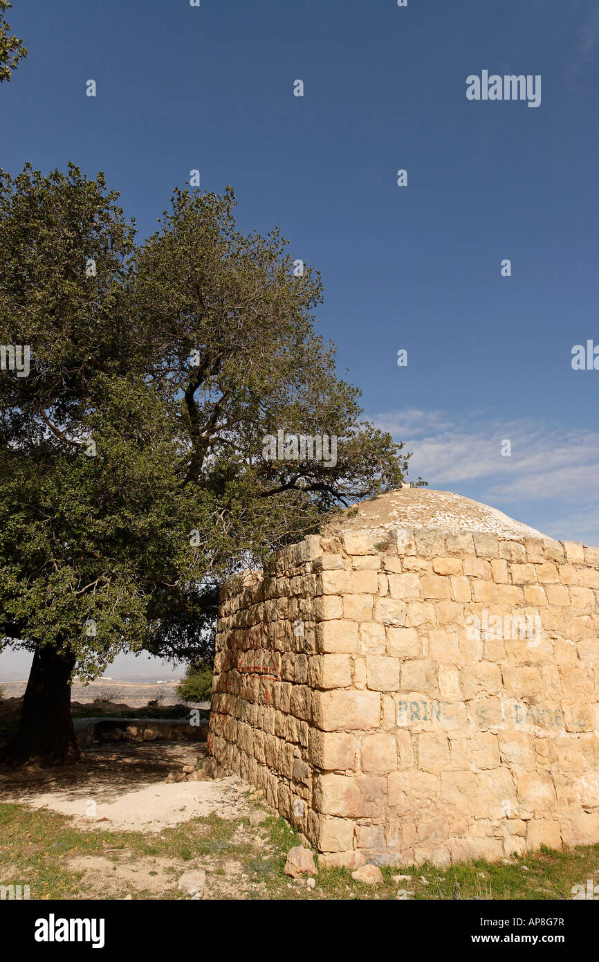 Samaria Kermes Oak tree Quercus Calliprinos at Sheikh Zeid Stock Photo ...