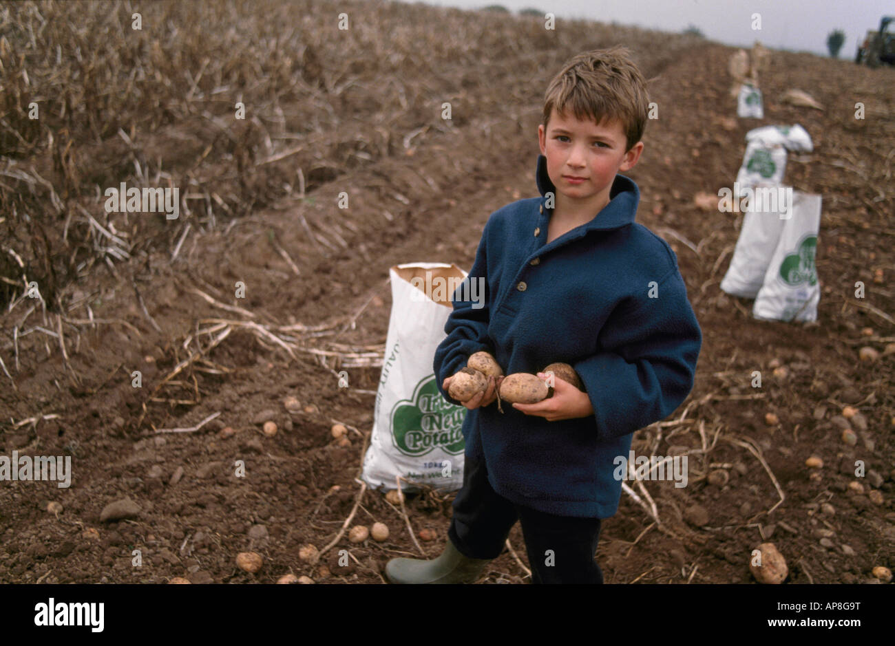 Sack of irish potatoes hi-res stock photography and images - Alamy