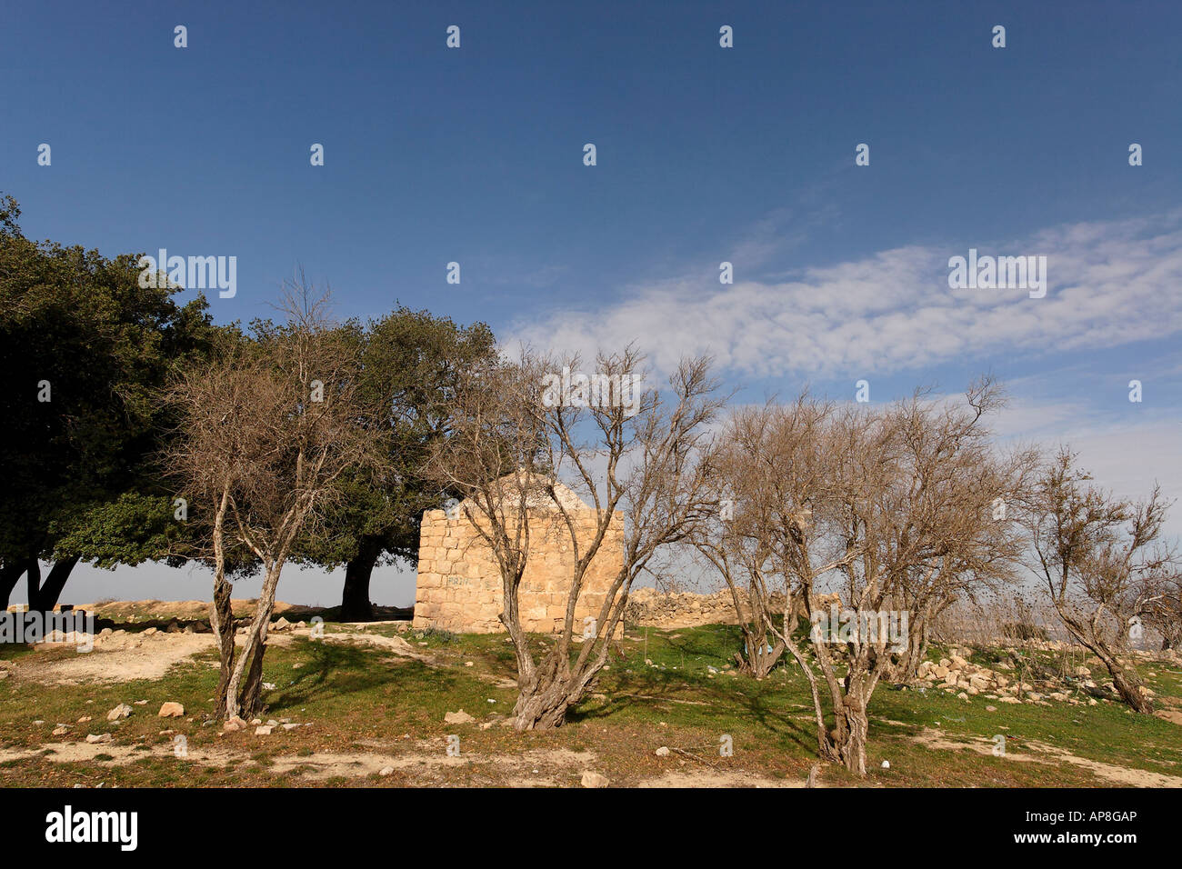 Samaria Kermes Oak tree Quercus Calliprinos at Sheikh Zeid Stock Photo ...