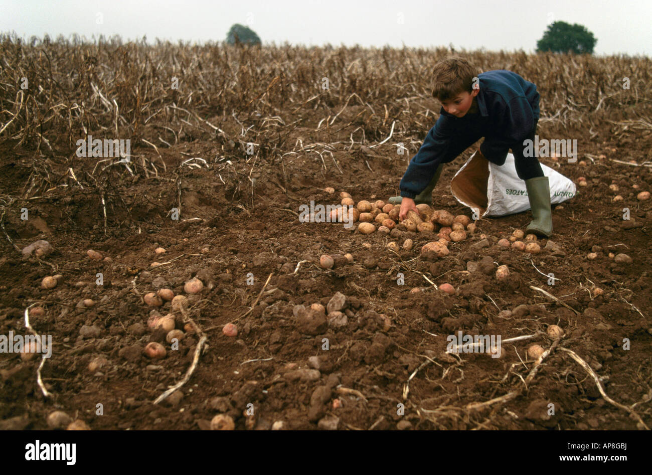 Potato field ireland hi-res stock photography and images - Alamy
