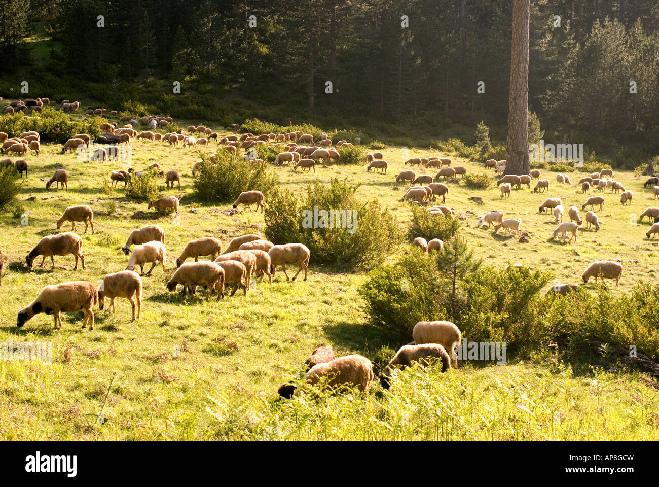 Sheeps in mountain Pindos Stock Photo - Alamy