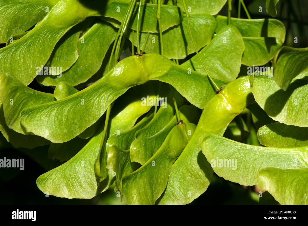 Maple seed hi-res stock photography and images - Alamy