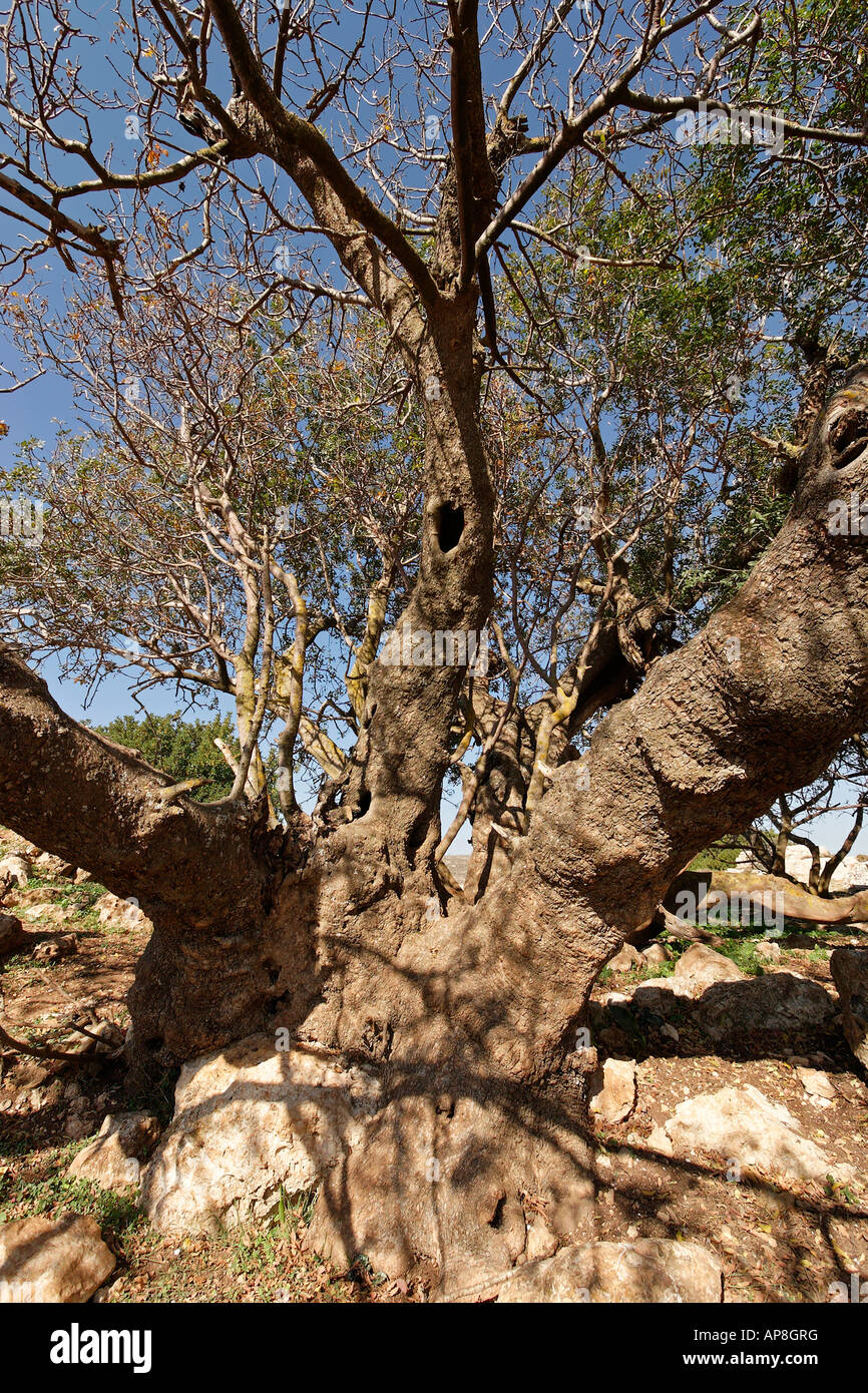Terebinth tree hi-res stock photography and images - Alamy
