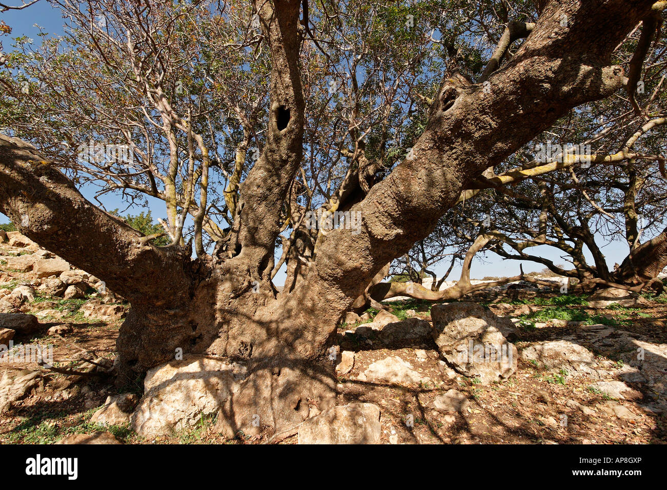 Samaria Terebinth tree Pistacia Palaestina in Yanun Stock Photo - Alamy