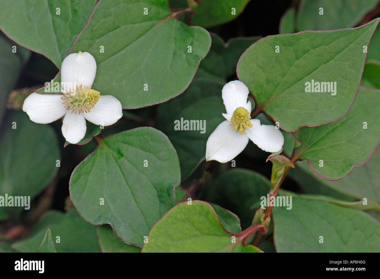 Chameleon Plant, Fishwort, Heartleaf (Houttuynia cordata), flowering ...