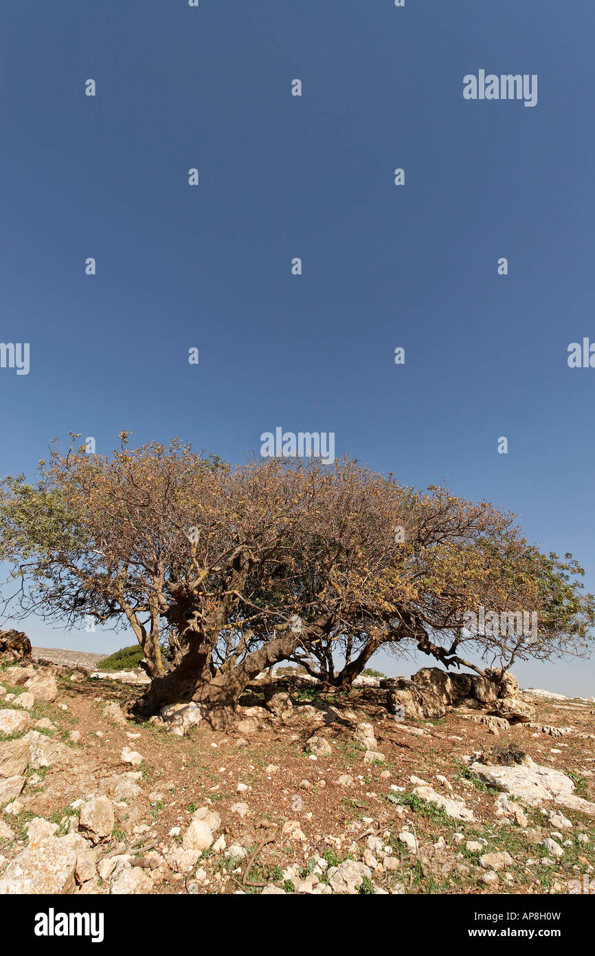 Terebinth tree hi-res stock photography and images - Alamy