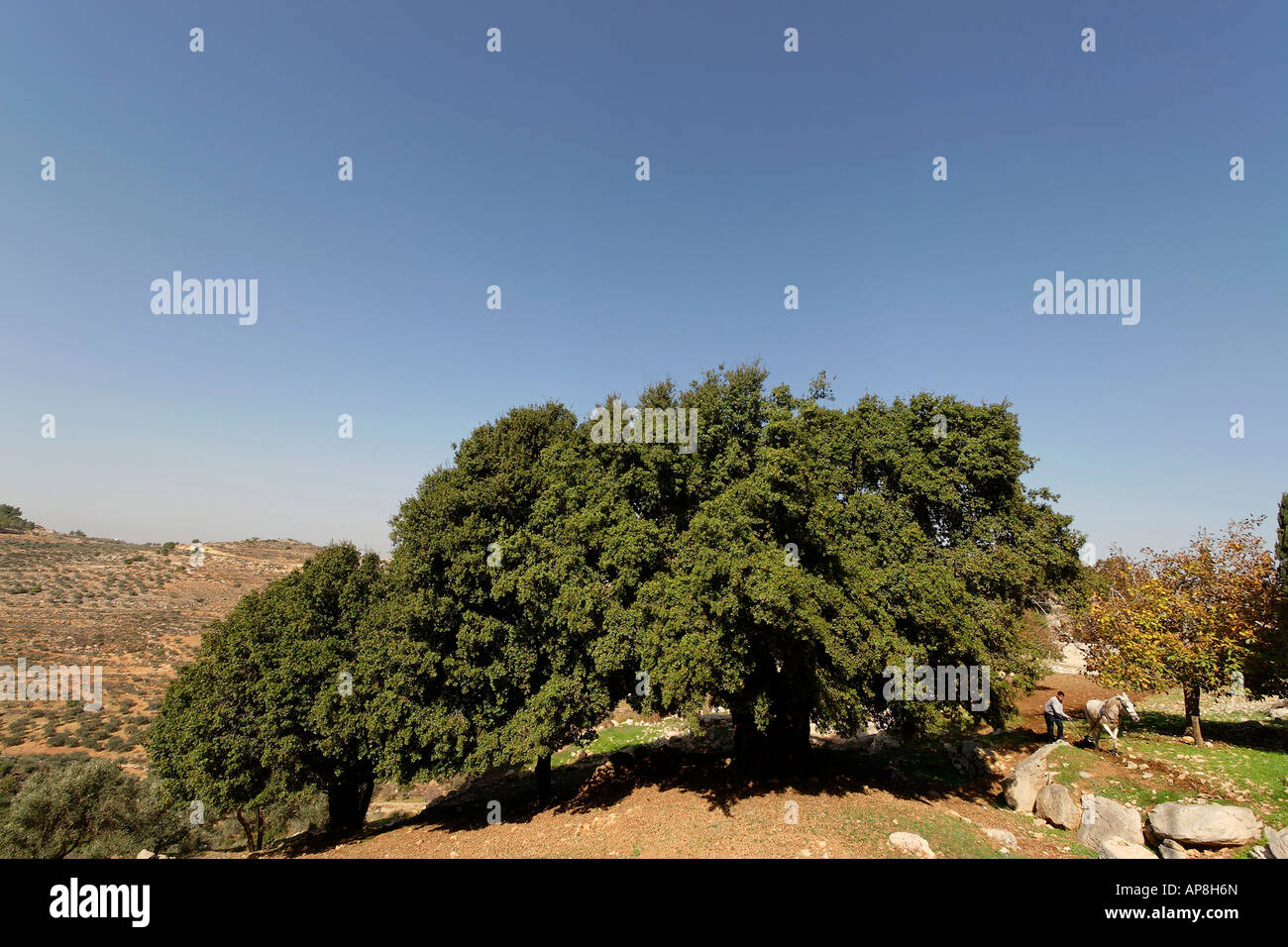 Judea Kermes Oak tree Quercus Calliprinos in Ein Kinia Stock Photo - Alamy