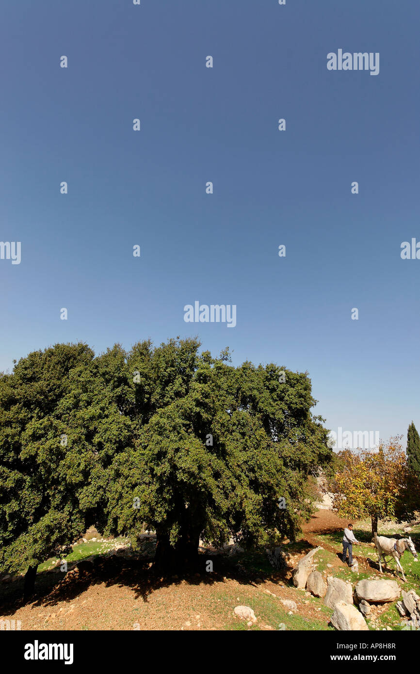 Judea Kermes Oak tree Quercus Calliprinos in Ein Kinia Stock Photo - Alamy