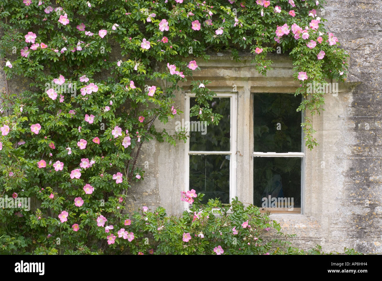 Roses growing round a window at Winson Mill in the Cotswold village of ...