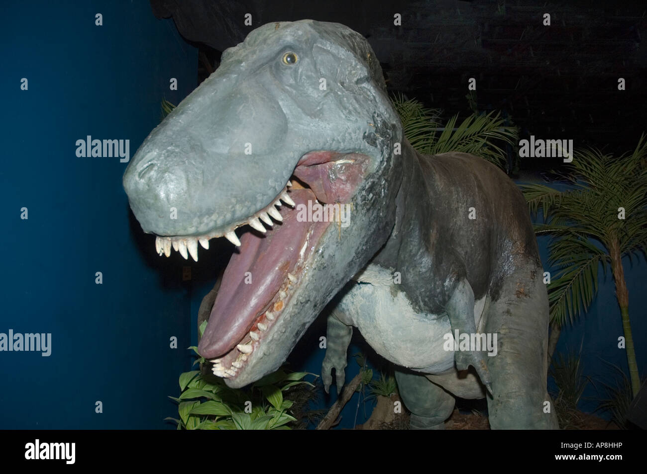Tyrannosaurus Rex late Cretaceous period 65 to 85 million years ago ...