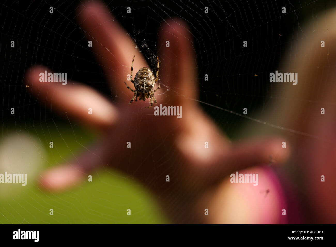 A child's hand reaching out to grab a garden spider from its web Stock ...
