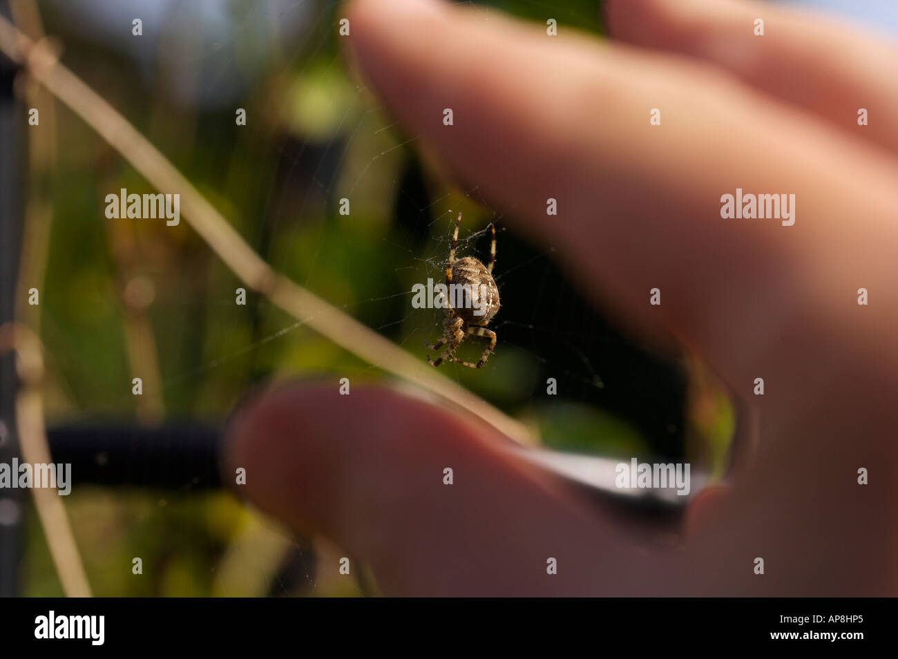 A hand grabbing a garden spider from its web Stock Photo - Alamy