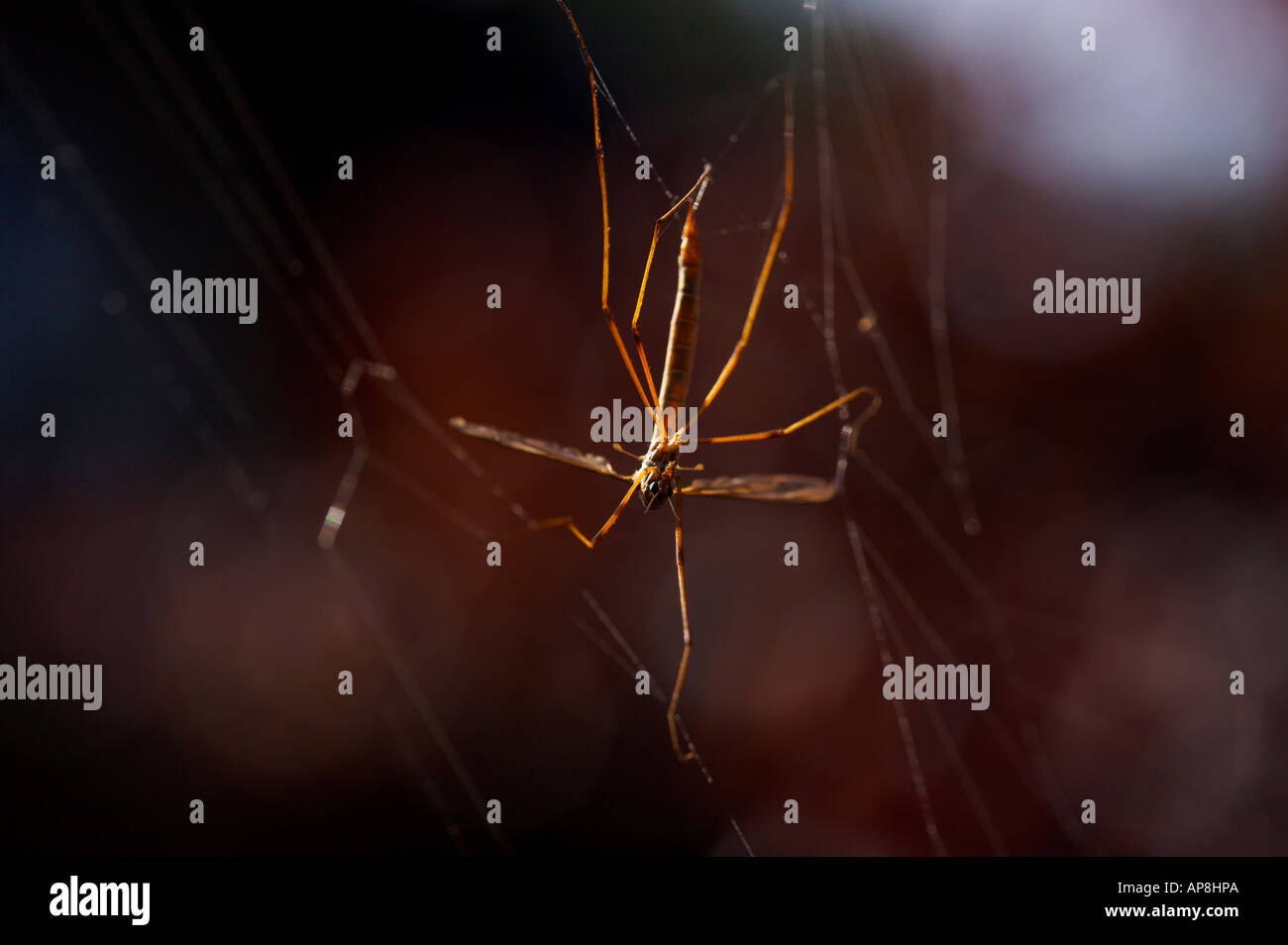 Crane flies crane flies daddy long legs tipulidae hi-res stock ...