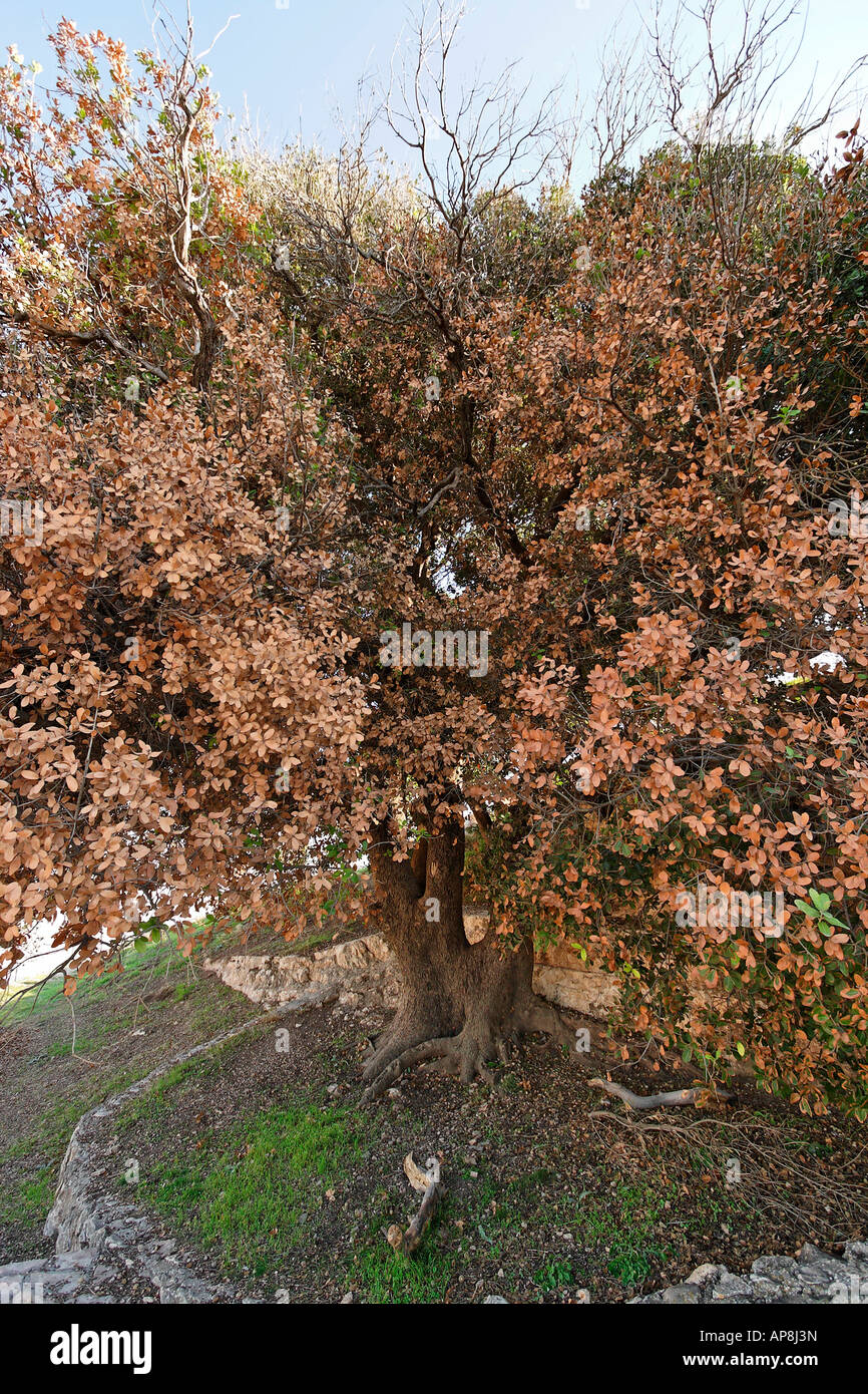 Samaria Kermes Oak Quercus Caliprinos on Mount Kabir Stock Photo - Alamy
