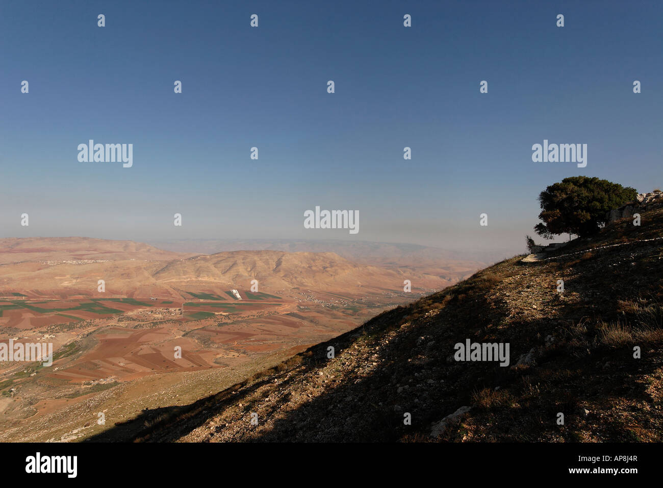 Palestine oak tree hi-res stock photography and images - Alamy