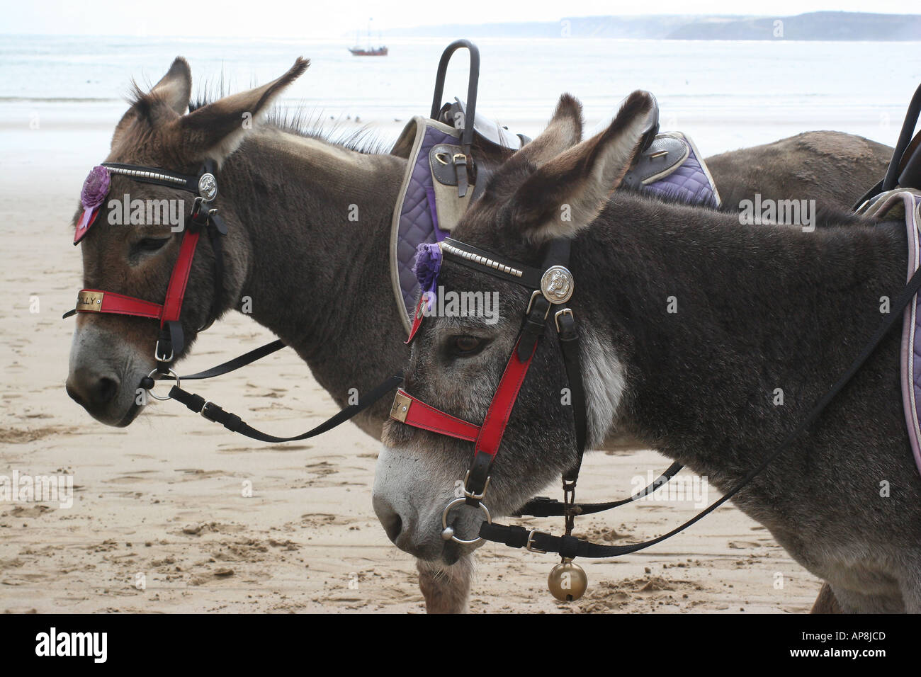 Donkeys on the beach Scarborough Stock Photo - Alamy
