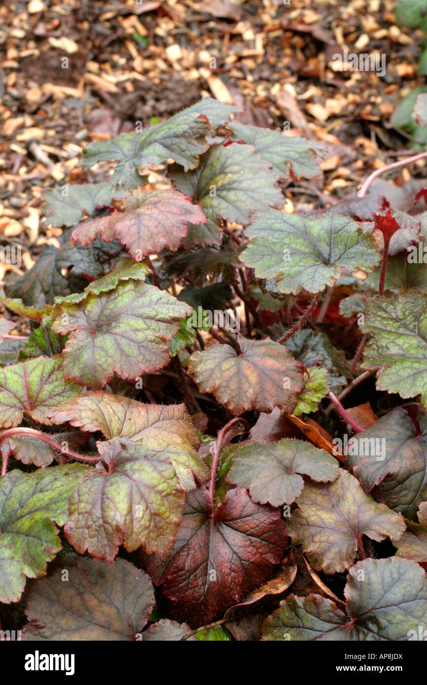 Tellima grandiflora rubra group assumes attractive bronzed foliage ...