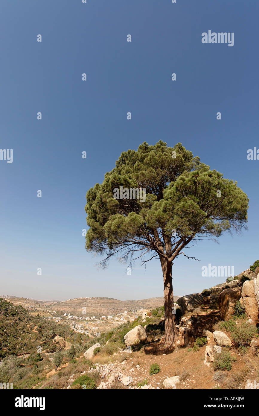 Umbrella pine tree hi-res stock photography and images - Alamy