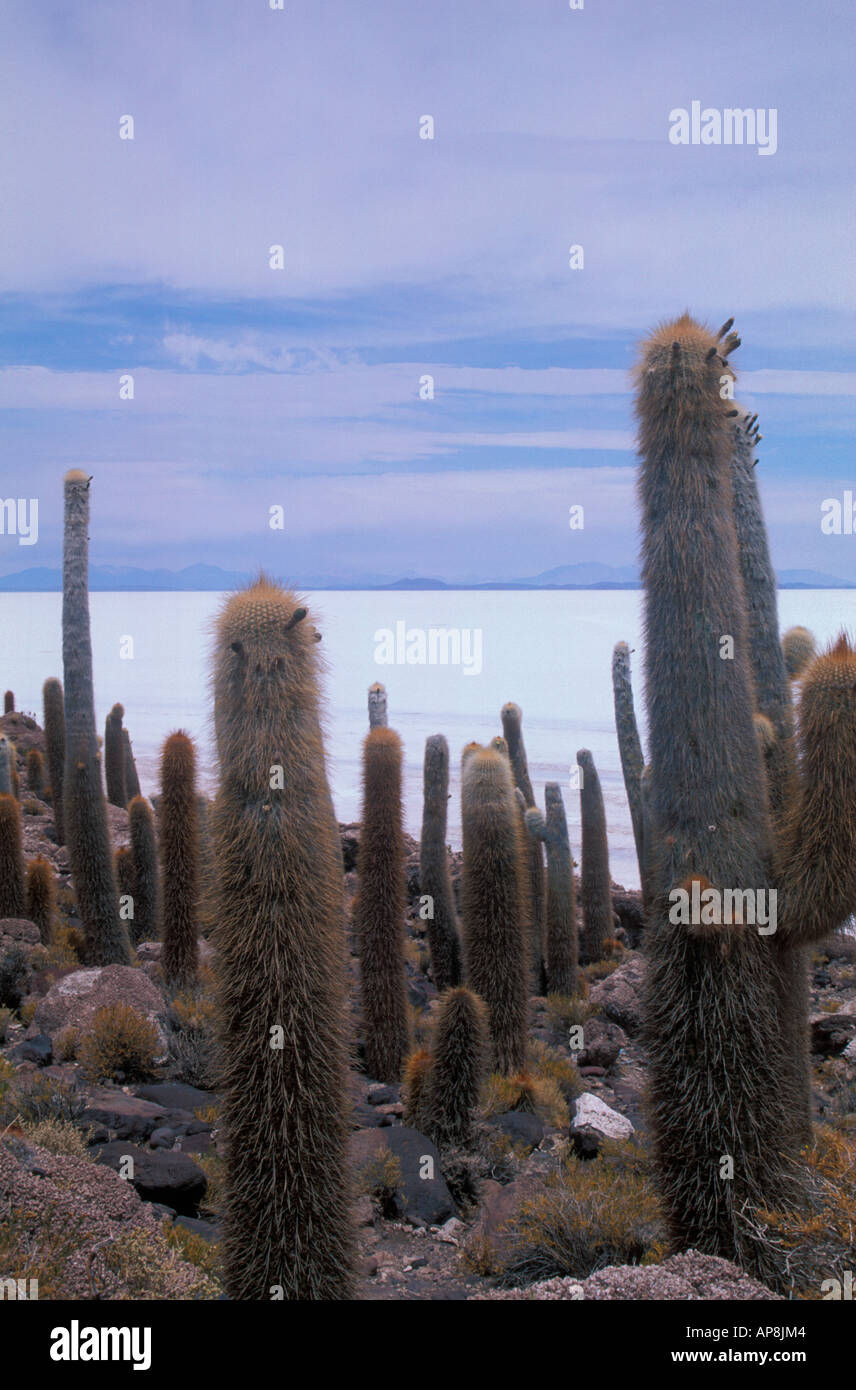 Cacti Fish island Salt Lake Salar de Uyuni Bolivia Stock Photo - Alamy