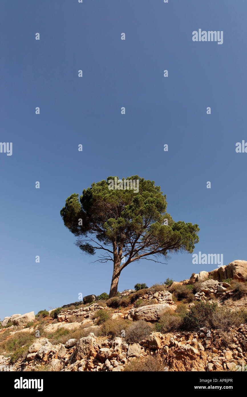 Umbrella pine tree hi-res stock photography and images - Alamy