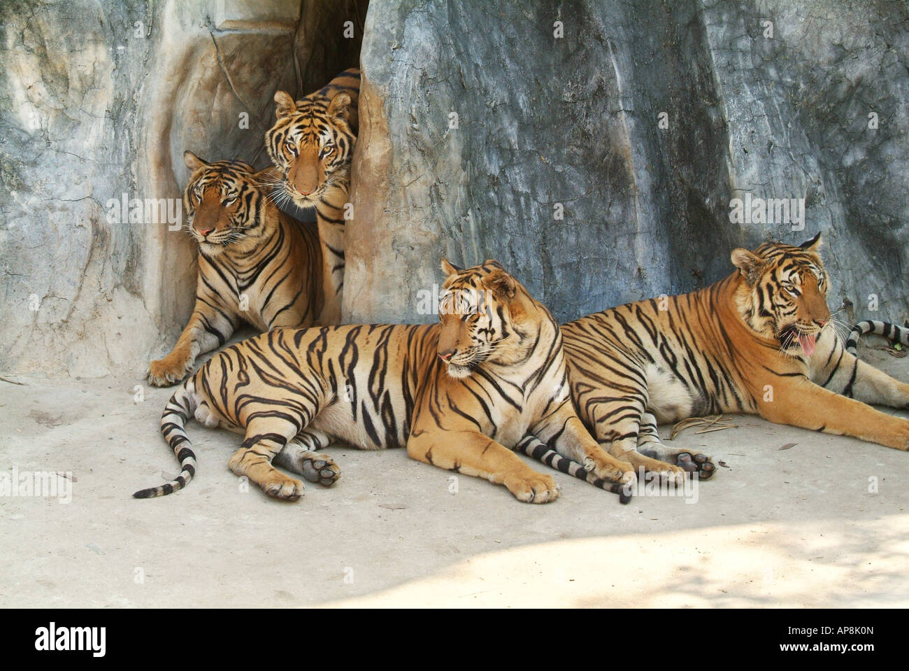 Four tigers resting at the bottom of a cliff Stock Photo - Alamy