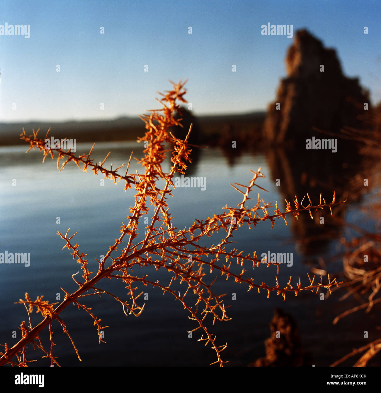 Mono Lake salted plants in warm morning light Stock Photo - Alamy