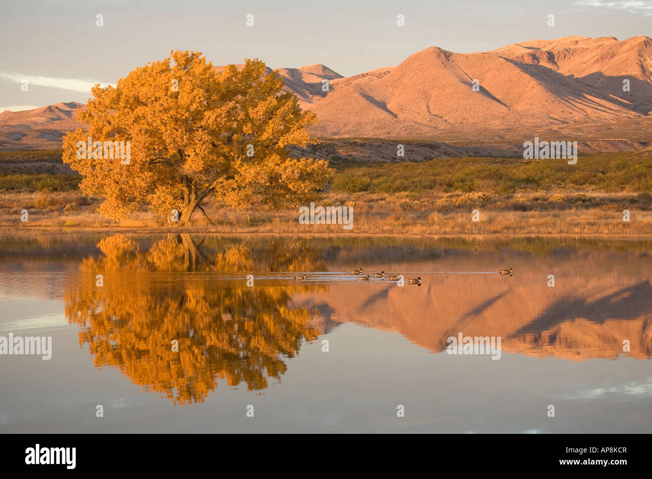 Fall Foliage Cottonwood Tree Stock Photo - Alamy