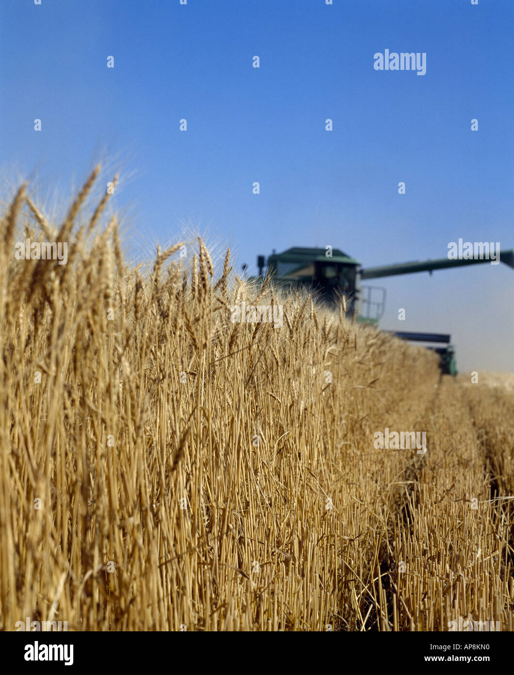COMBINING WHEAT KANSAS Stock Photo - Alamy