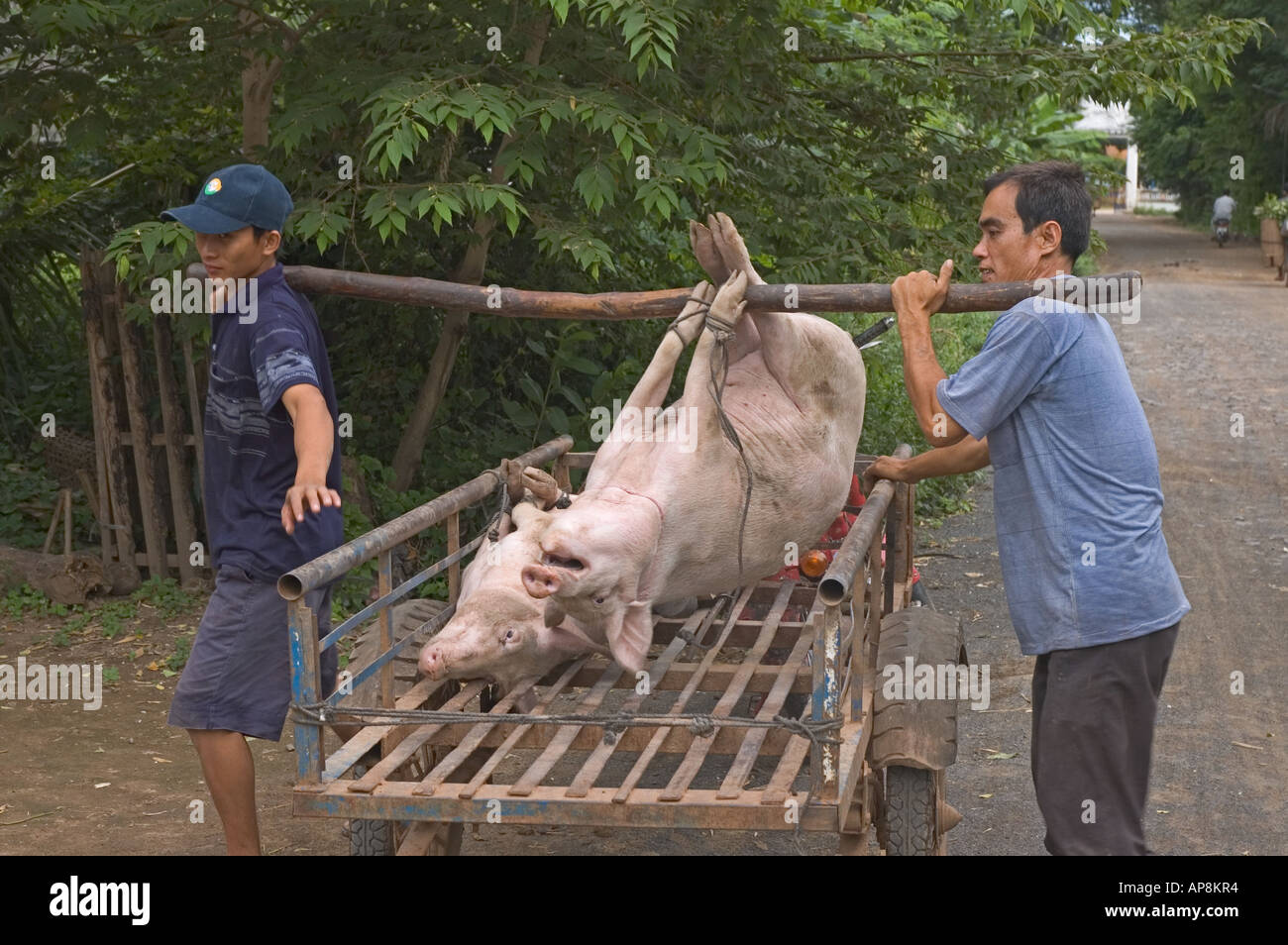 Cambodia pig animal hi-res stock photography and images - Alamy