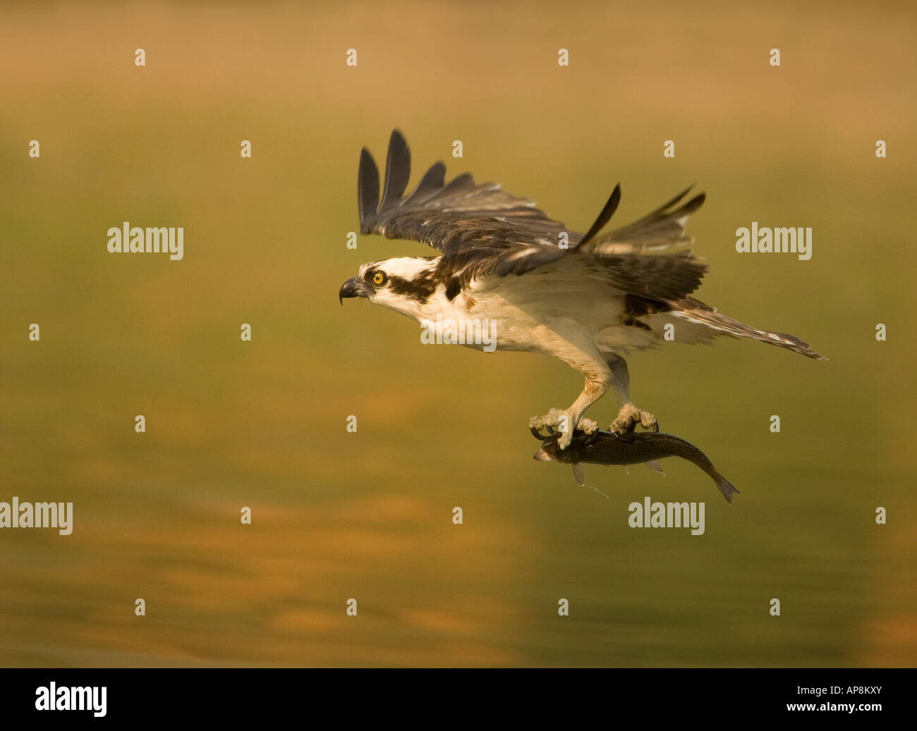 Osprey flying hi-res stock photography and images - Alamy