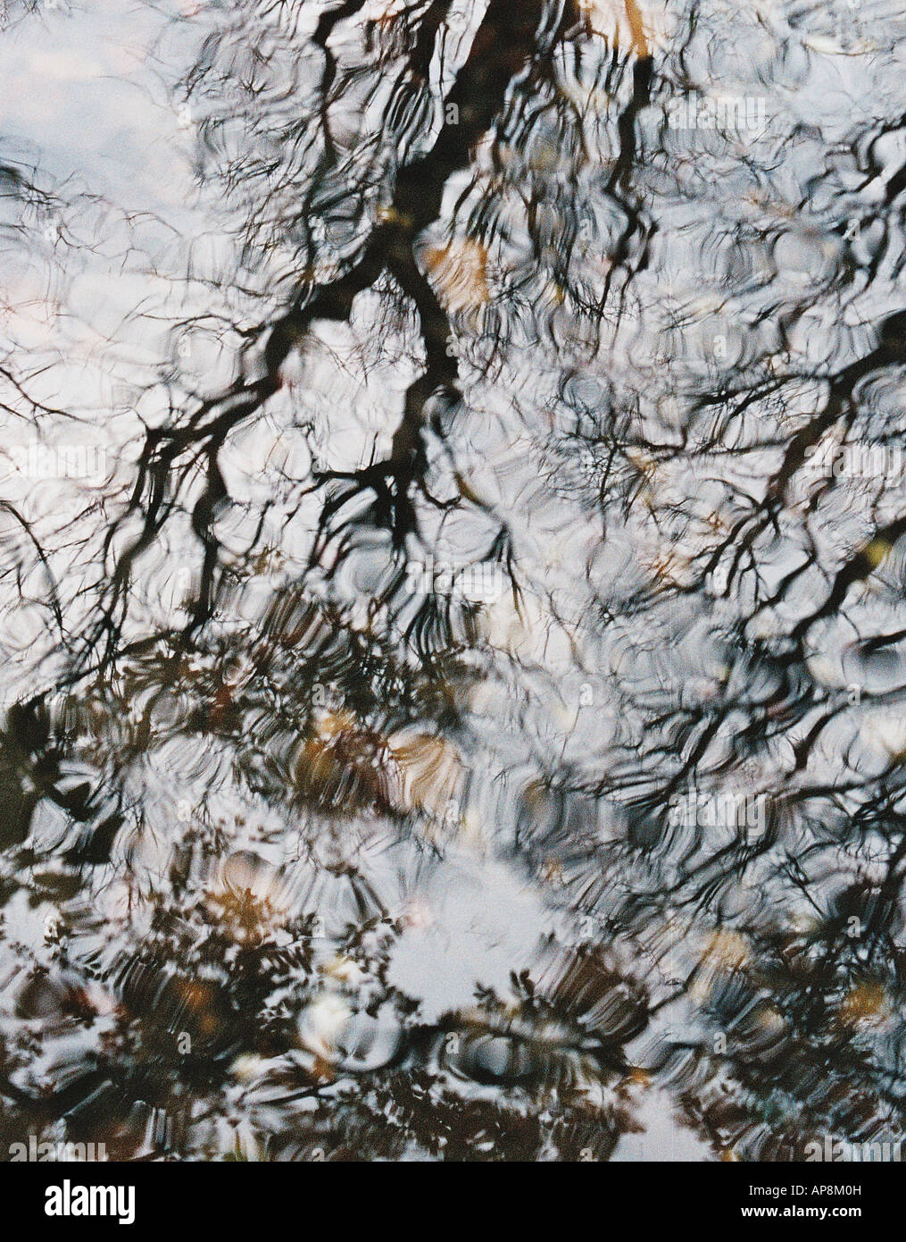 Reflections of trees Stock Photo - Alamy