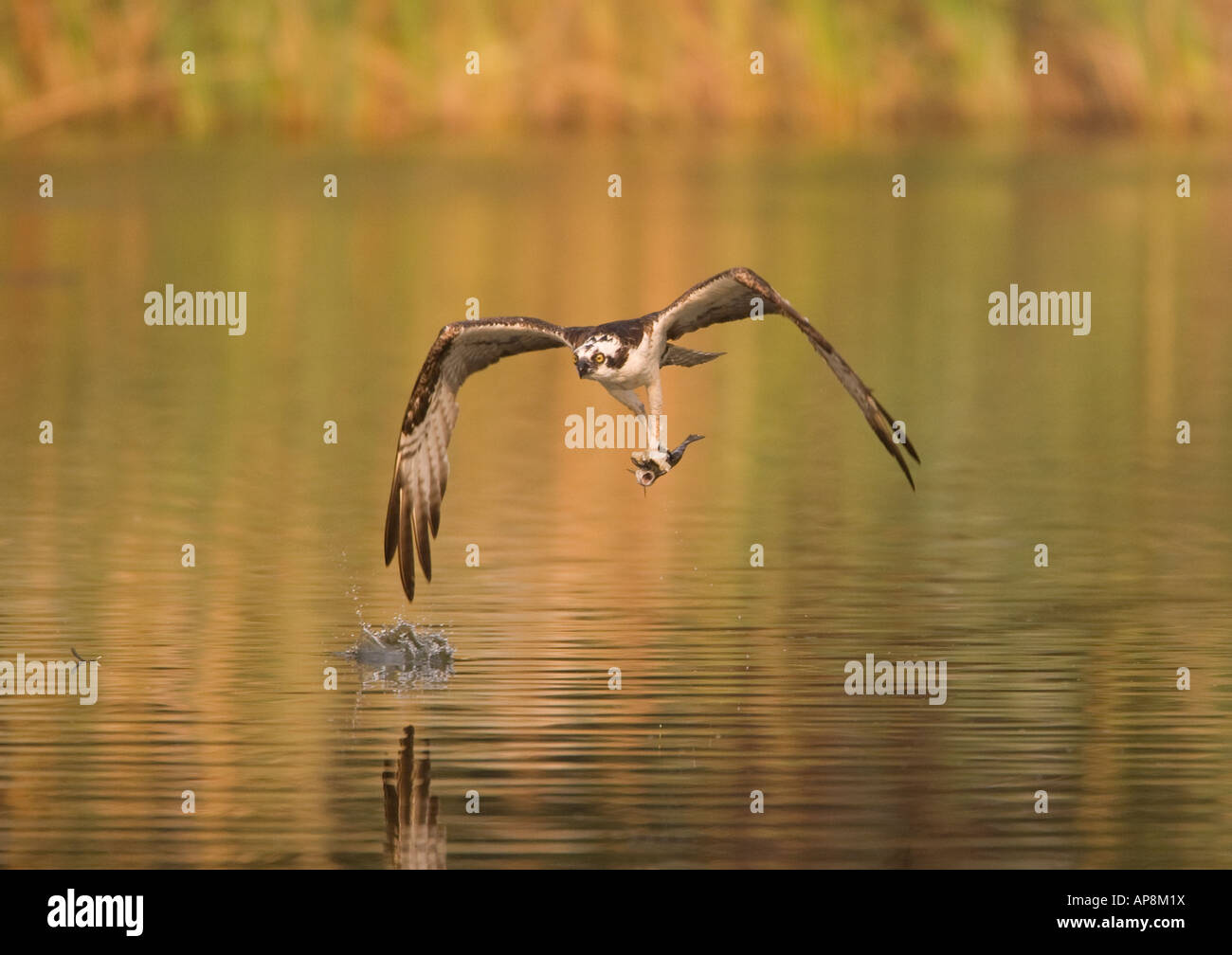 Osprey in Flight with Trout Stock Photo - Alamy