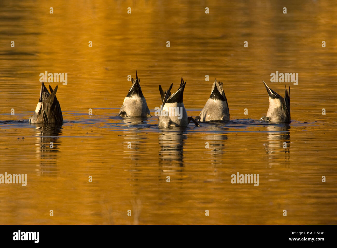 Bottoms up ducks hi-res stock photography and images - Alamy