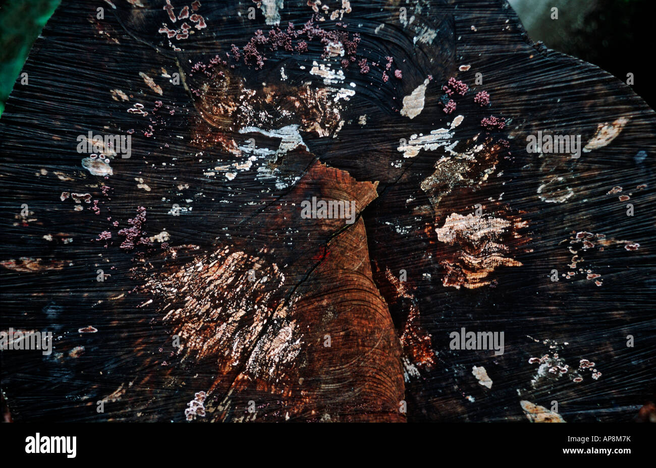 fungus growing on cross section of a felled tree Stock Photo - Alamy