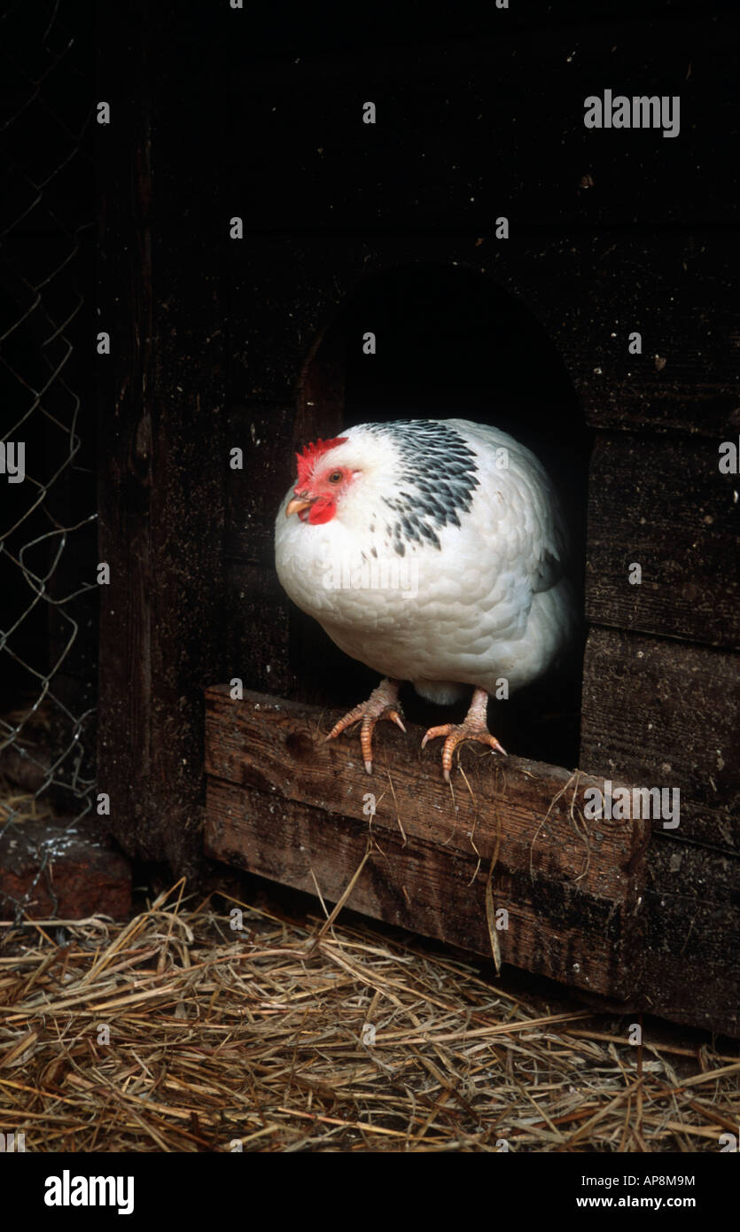 Free range hen, Norfolk, England Stock Photo - Alamy