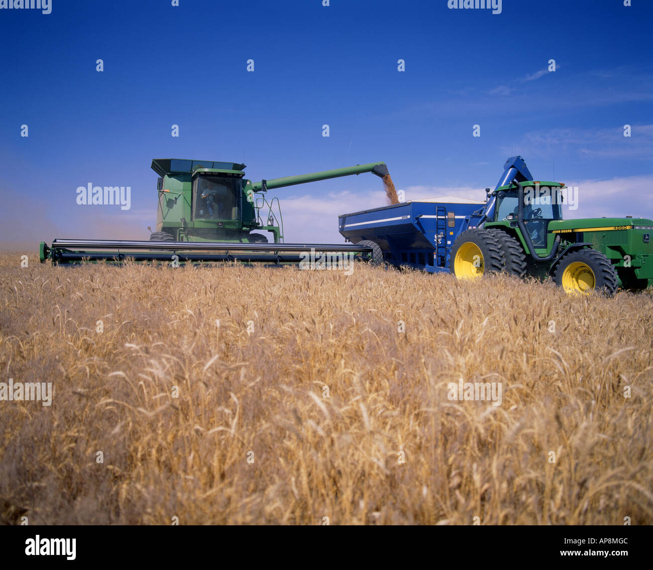 COMBINING HARD RED SPRING WHEAT WITH JOHN DEERE 9600 WITH 30 HEADROW ...